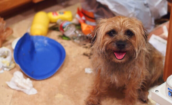 5 Crazy Things Dogs Do When Left Alone At Home - EgyPuppy Pet Shop Online